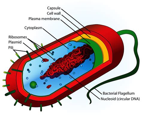 Labelled Diagram Of Bacterial Cell
