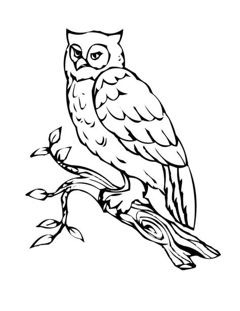 Desenhos De Coruja Para Colorir Pintar E Imprimir ColorirOnline