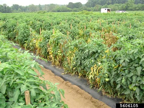 Fusarium Wilt Fusarium Oxysporum F Sp Lycopersici