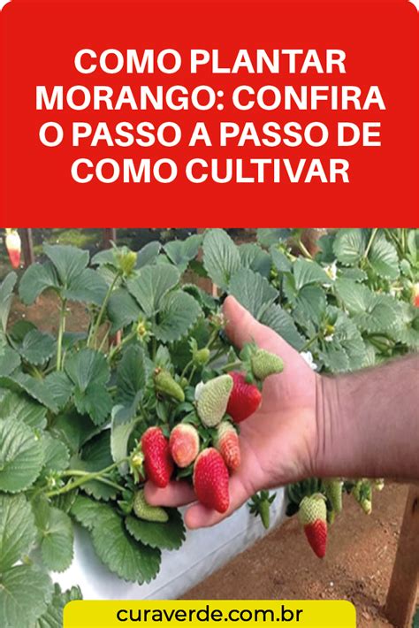 Como Plantar Morango Confira O Passo A Passo De Como Cultivar