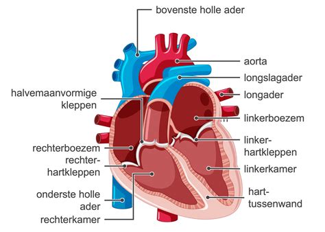 De Bouw Van Het Hart Biologie Uitlegvideo En Oefenpgaven