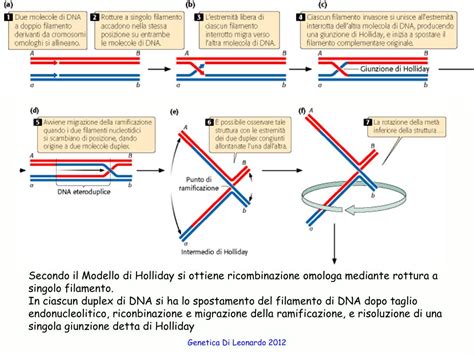 Ppt Le Basi Molecolari Della Ricombinazione Powerpoint Presentation