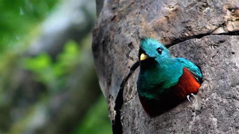 As Funcionan Los Nidos Artificiales Para Salvar Al M Tico Quetzal En