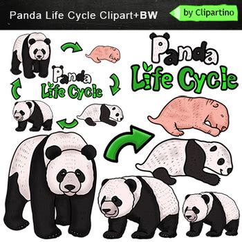 Panda Life Cycle Clip Art Bear Life Cycle Clip Art By Clipartino