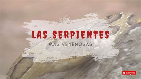 Alerta de Peligro Conoce las Serpientes Más Venenosas del Mundo YouTube