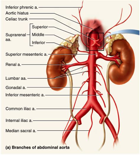 Diagram Layers Of Abdominal Wall Diagram Mydiagram Online