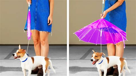 27 INCREÍBLES IDEAS PARA TUS MASCOTAS YouTube