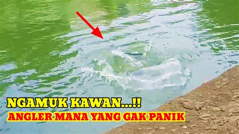 MANCING IKAN NILA BABON BIKIN PANIK Teknik IKAN NILA SUSAH MAKAN