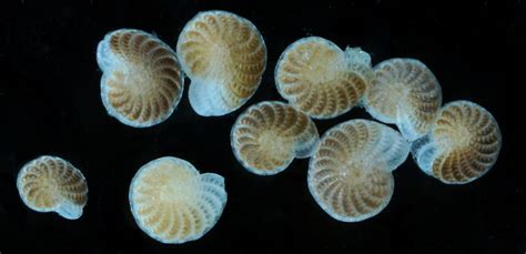 foraminifères