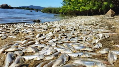 Milhares De Peixes Mortos S O Retirados De Praias De Florian Polis E