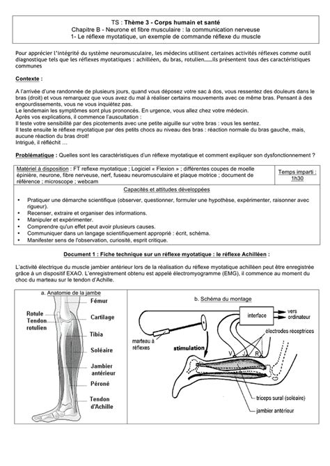 TS tp p3B 10 Chapitre 1 Le réflexe myotatique un exemple de