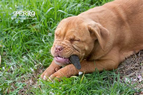 Cómo educar a un cachorro Pastor de Beauce para qué no muerda Blog de