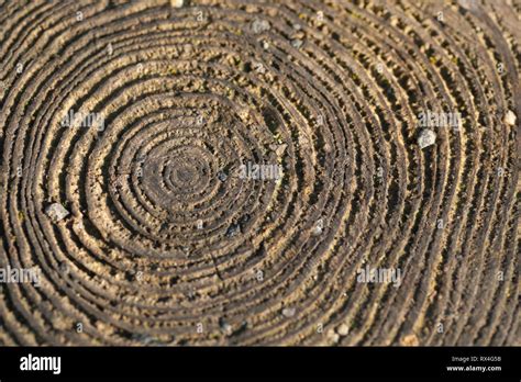 Cross Section Of Tree Trunk With Growth Rings Stock Photo Alamy