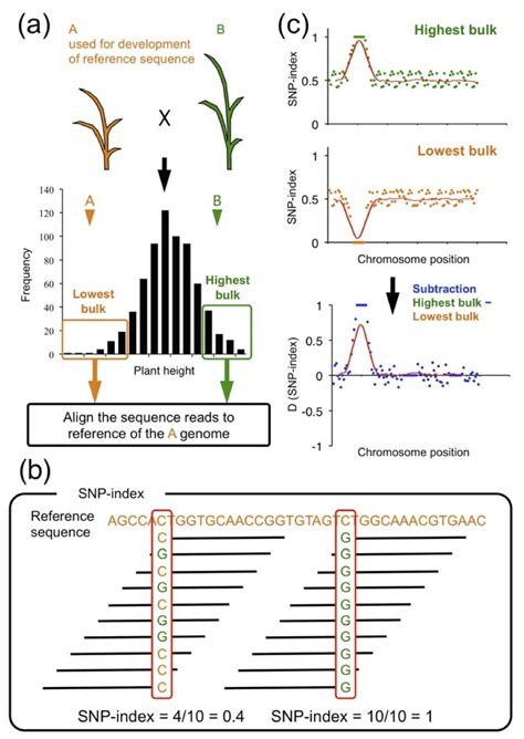 plant j qtl seq rapid mapping of quantitative