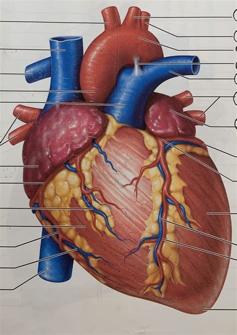 External Anterior Anatomy Of The Human Heart Diagram Quizlet