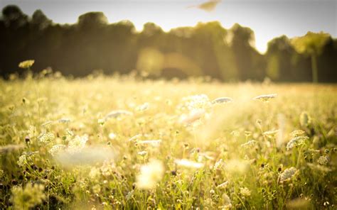 Spring Medow Wallpapers Wallpaper Cave