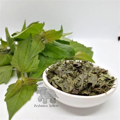Dream Herb Calea Zacatechichi Natural Mexican Dream Herb Etsy