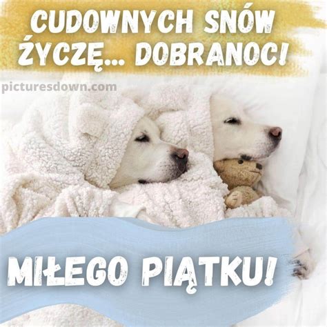 Kartka na dobranoc na piątek dwa psy picturesdown