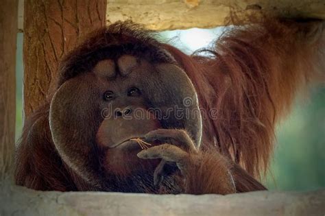 An Adult Bornean Orangutan Pongo Pygmaeus Stock Photo Image Of