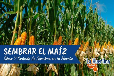 Aprender Acerca Imagen Como Sembrar Elote Abzlocal Mx