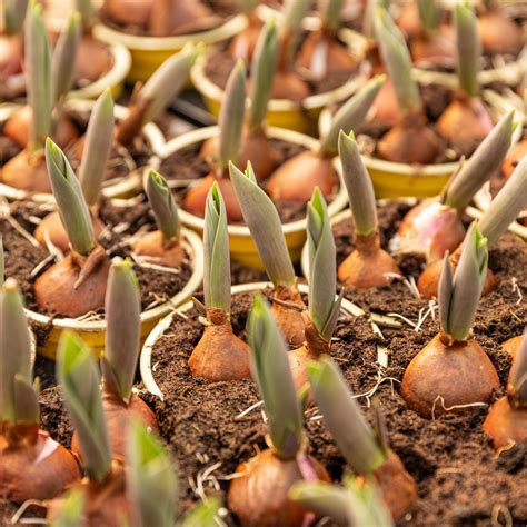 How To Plant Tulips In Pots A Step By Step Guide Ideal Home