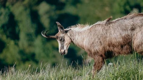 Randonnée au Hohneck dans le massif des Vosges