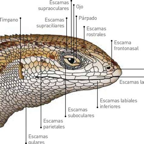 PDF Guía de Identificación de anfibios y reptiles PERU LNG