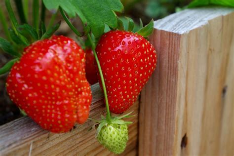 Sabia Que Tem Como Plantar Morango Em Vasos Em Apenas Passos Casa