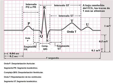 Portafolio de evidencias de Fisiología Básica Ilsa Elenes IV 5