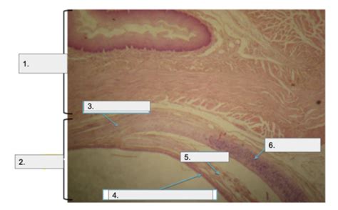 Respiratory Histology Flashcards Quizlet