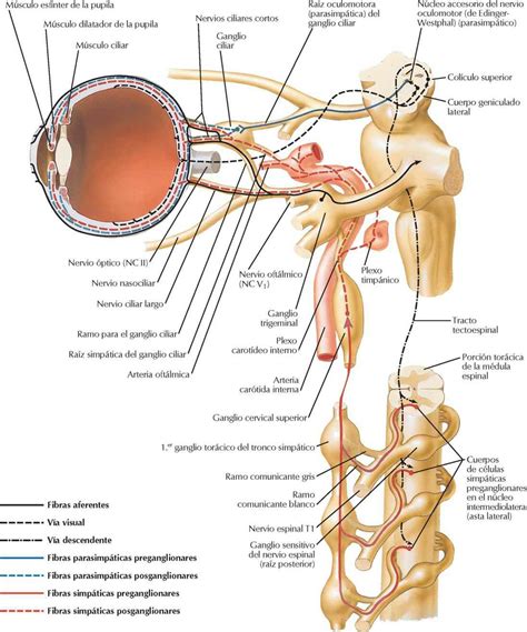 Nervios Craneales y Cervicales Enfermería