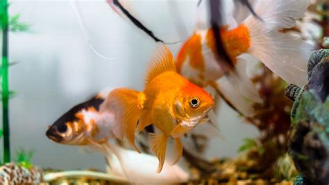 Peixes Ornamentais Agua Doce
