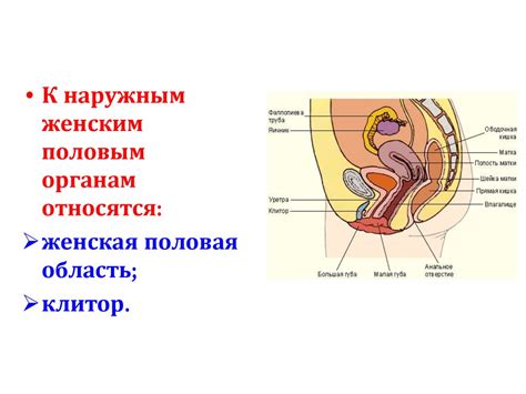 Анатомия и физиология женской половой системы презентация онлайн