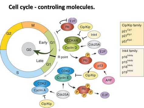 PPT Molecular Regulation Of Cell Cycle PowerPoint Presentation Free