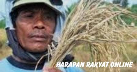 Diserang Hama Ratusan Hektar Sawah Di Pangandaran Puso HarapanRakyat