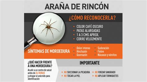 La picadura de la araña de rincón mató a dos personas qué hacer y cómo