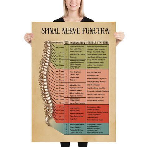 Spinal Nerve Function Chart Root Chart Chiropractic Osteopathy