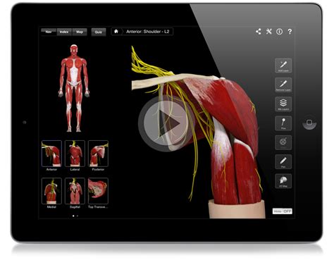 3d Scapula Anatomy