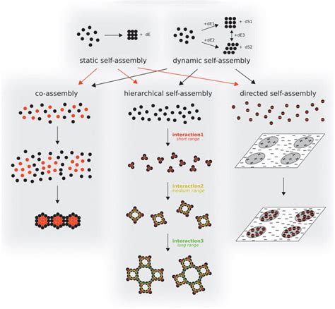 graphical rendition of static and dynamic self assembly and how they download scientific