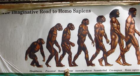 Human Evolution History Stages Timeline Tree Chart 55 Off