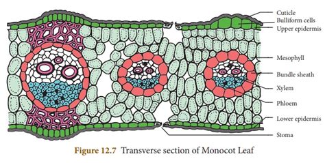Monocot Leaf Under Microscope