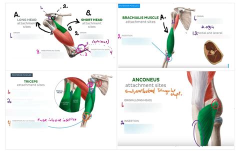Origin And Insertion Of Arm Muscles Diagram Quizlet