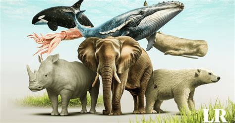 Descubre al animal más grande del mundo Pesa como 33 elefantes y su