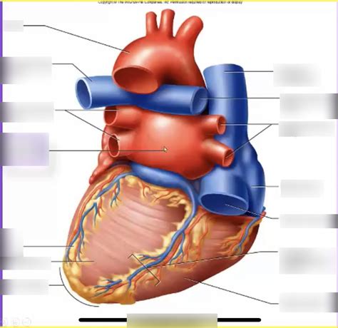 Posterior Heart Lab Diagram Quizlet
