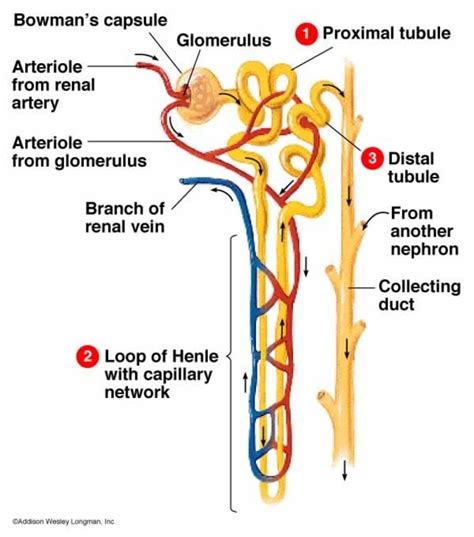 Unit Nephron Diagram Diagram Quizlet