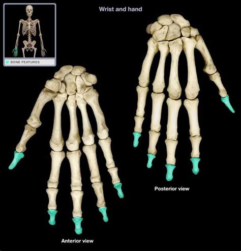 Procedures Upper Extremity Flashcards Quizlet