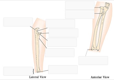 Elbow And Forearm Complex Bony Landmarks Diagram Quizlet