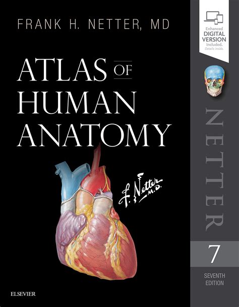 Atlas D Anatomie Humaine Franck H Netter MD Dans Livres D Anatomie