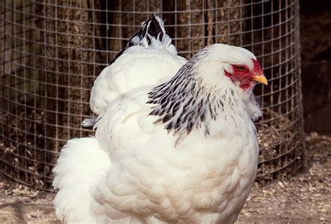 Types Of Chickens Know Your Chickens