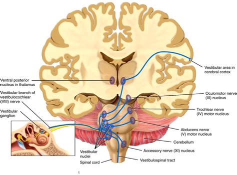 Ascending And Descending Pathways Of The Vestibular System